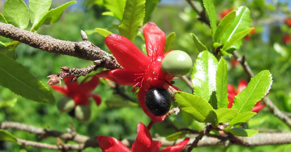 DECORA INTERI: Ocna, uma planta exótica e cheia de cor