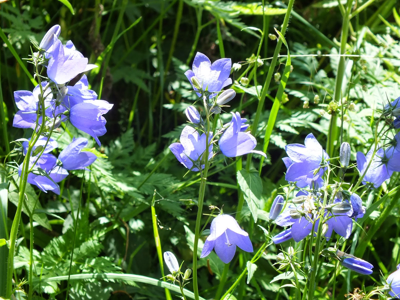 FABULO: FLEUR SIMPLE