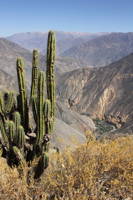 San pedro powder (Echinopsis pachanoi) and dried peruvian torch ...
