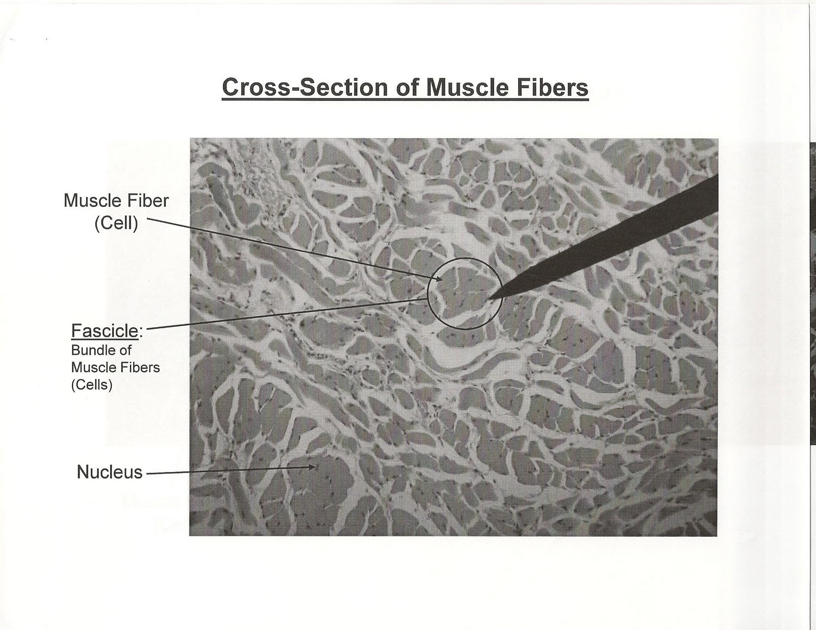 ANATOMY & PHYSIOLOGY I BIS 240: Cross-Section of Muscle Fibers