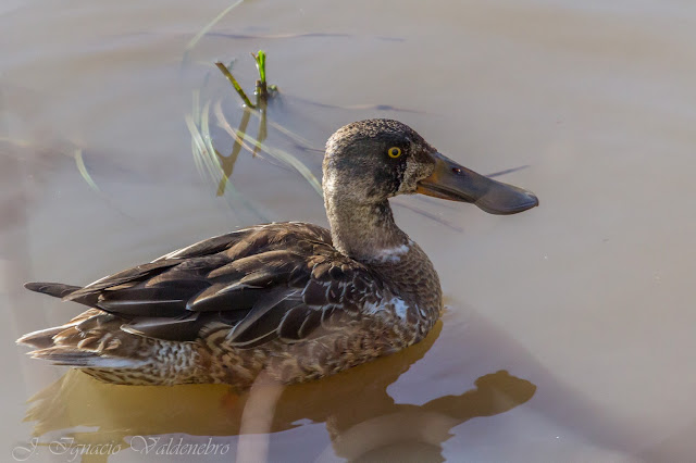 DocNatureBlog: Un pato muy vistoso y con un gran pico adaptado. Cuchara ...