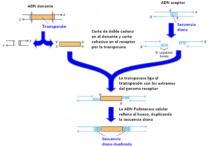 biología molecular: TRANSPOSONES