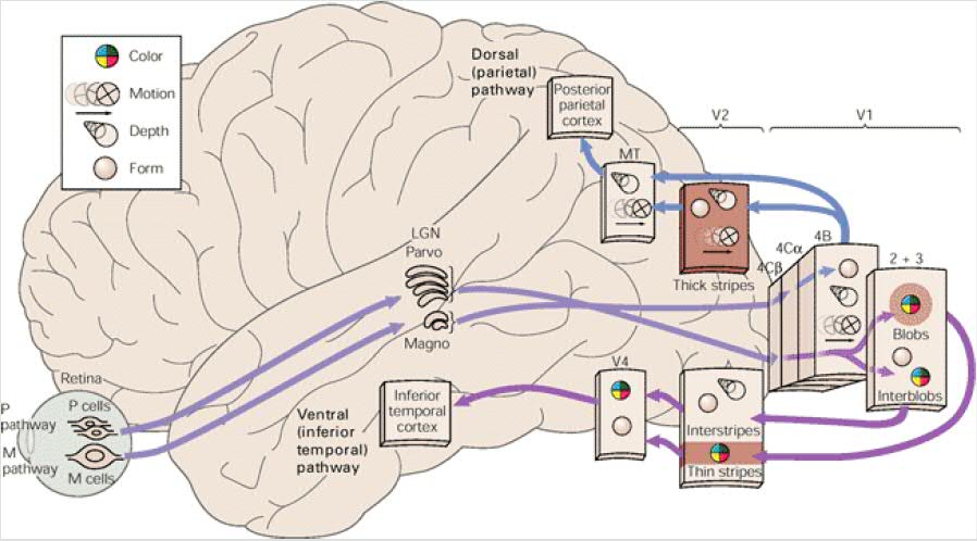 VÍA PARVOCELULAR Y MAGNOCELULAR.