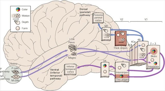 VÍA PARVOCELULAR Y MAGNOCELULAR.