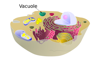Vacuole Definition and Function | Learn Biology