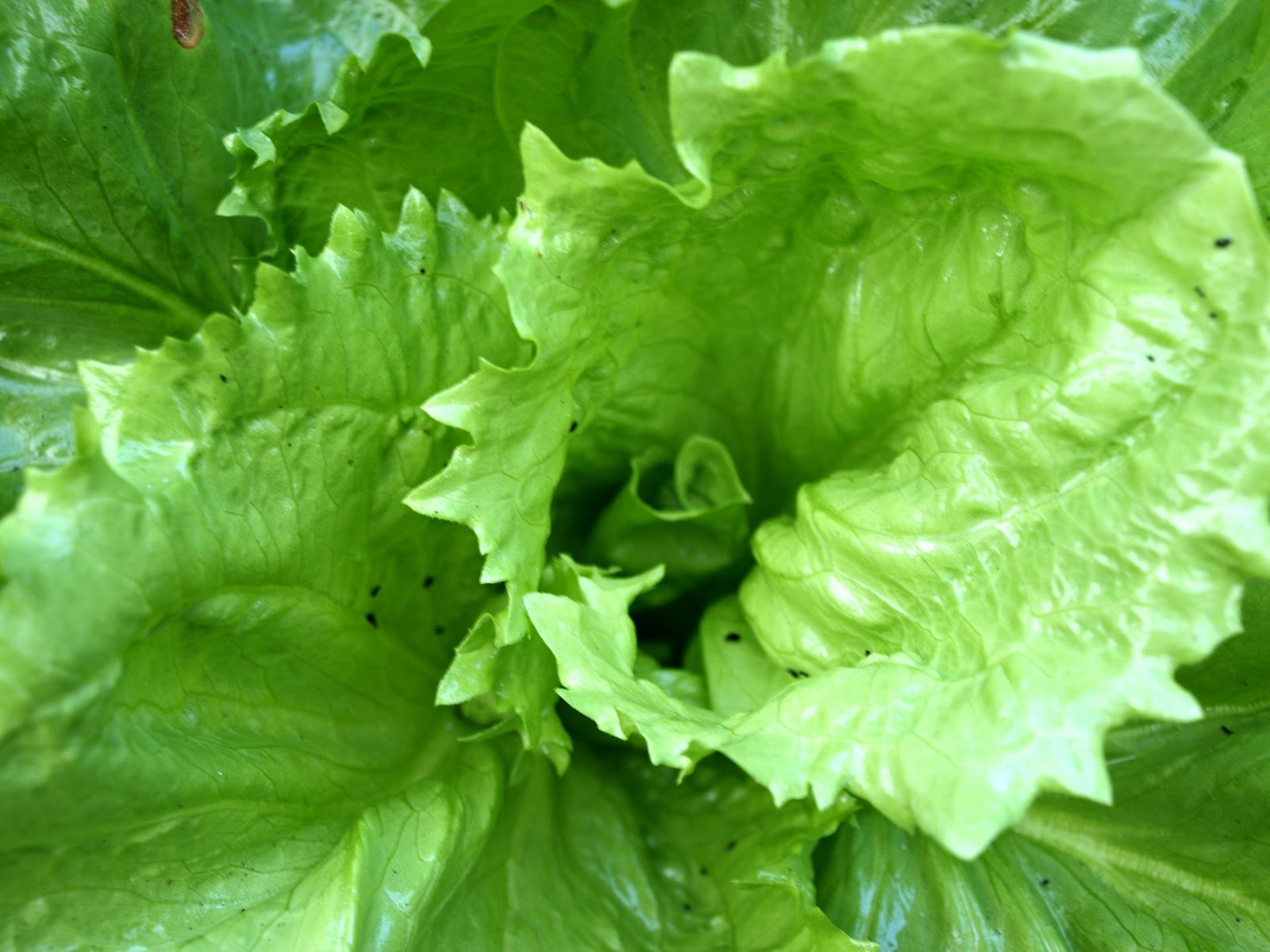Mark's Veg Plot: November 2011