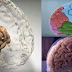 4 Steps in Enhancing the Human Brain - Body in Context