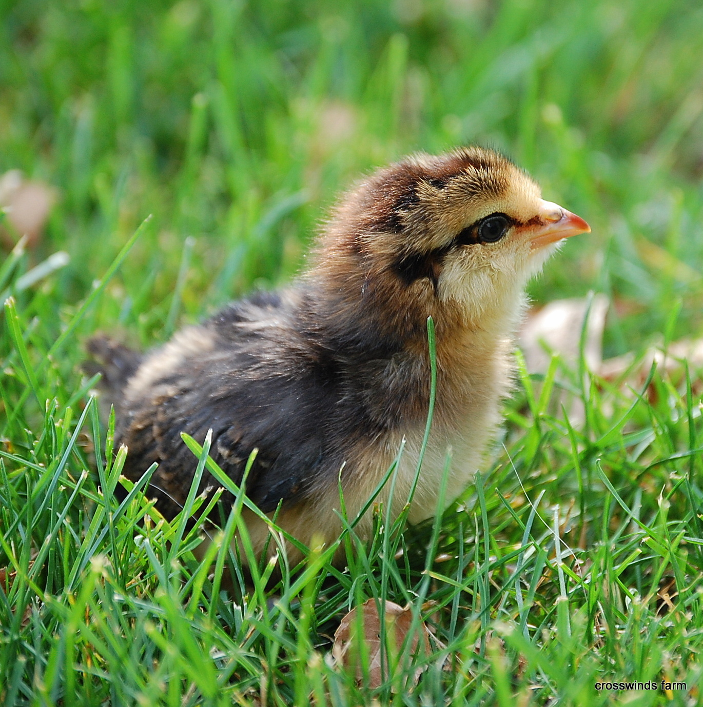 Crosswinds Farm: Kinder, gentler Chicken Math