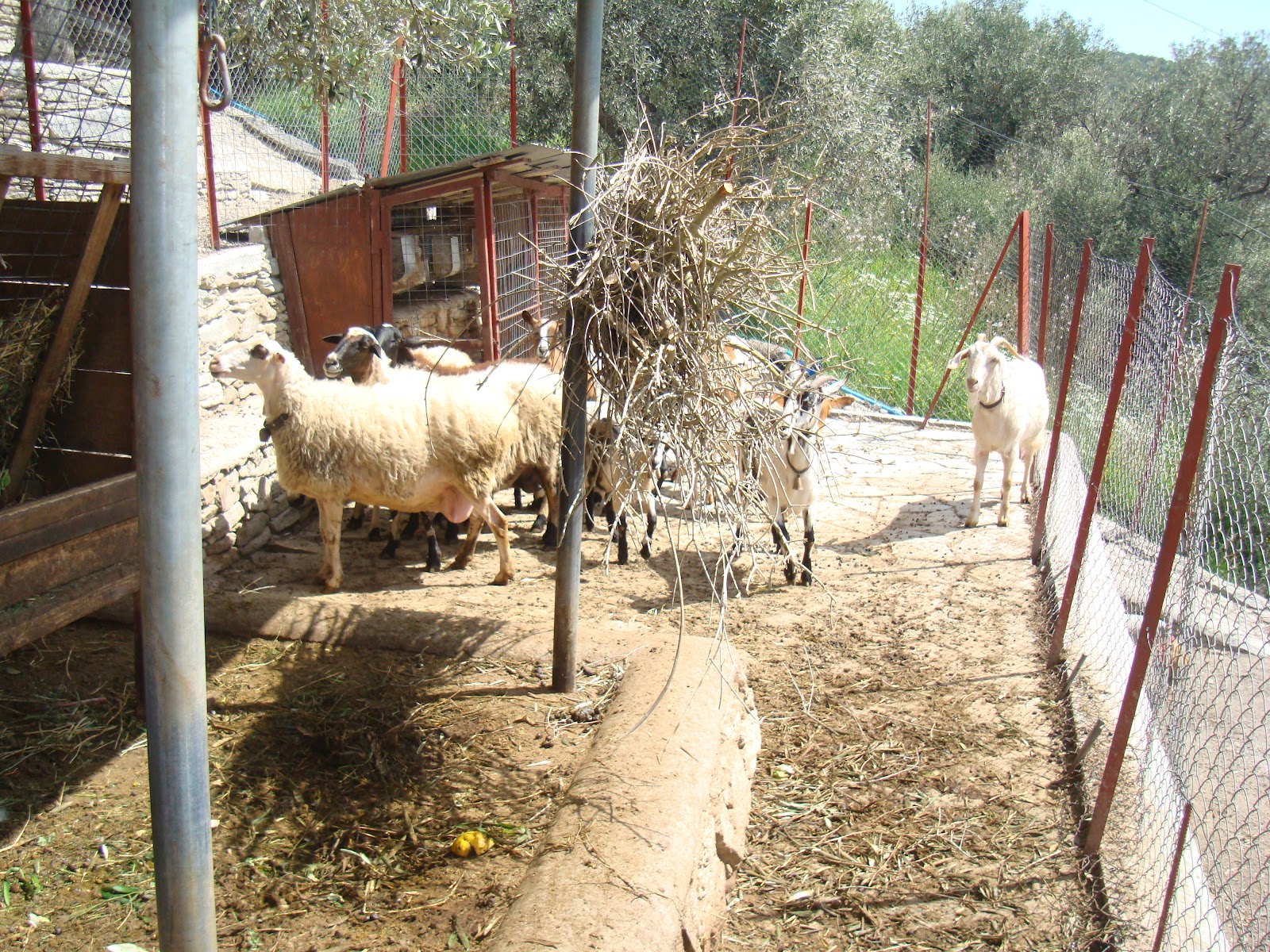 TΟ ΗΘΟΣ ΠΟΥ ΧΑΣΑΜΕ...: Ένα κτήμα..."πρότυπο"...