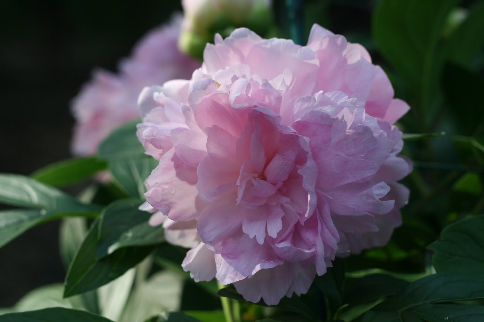 Birmingham Through My Lens: Sweet Peonies