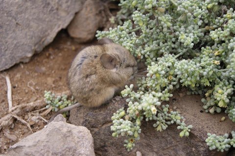 ANTOFAGASTINA INFORMA 14: 12 de Agosto 2012. SELECCION