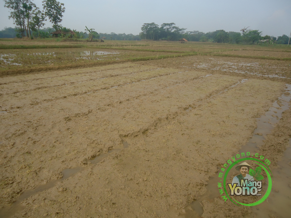 Cara Penebaran Benih Padi Dan Pemeliharaan Benih Di Persemaian