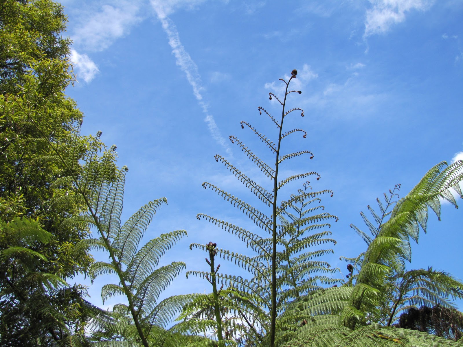 photographing New Zealand: ponga trees