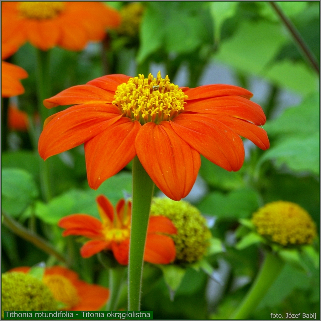 Plant Gallery - Encyklopedia Roślin: Tithonia rotundifolia - Titonia ...