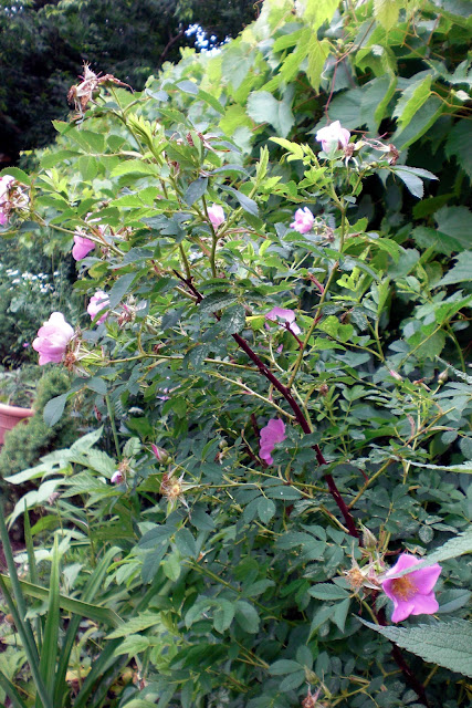 The Violet Fern: Going Native: Swamp Rose