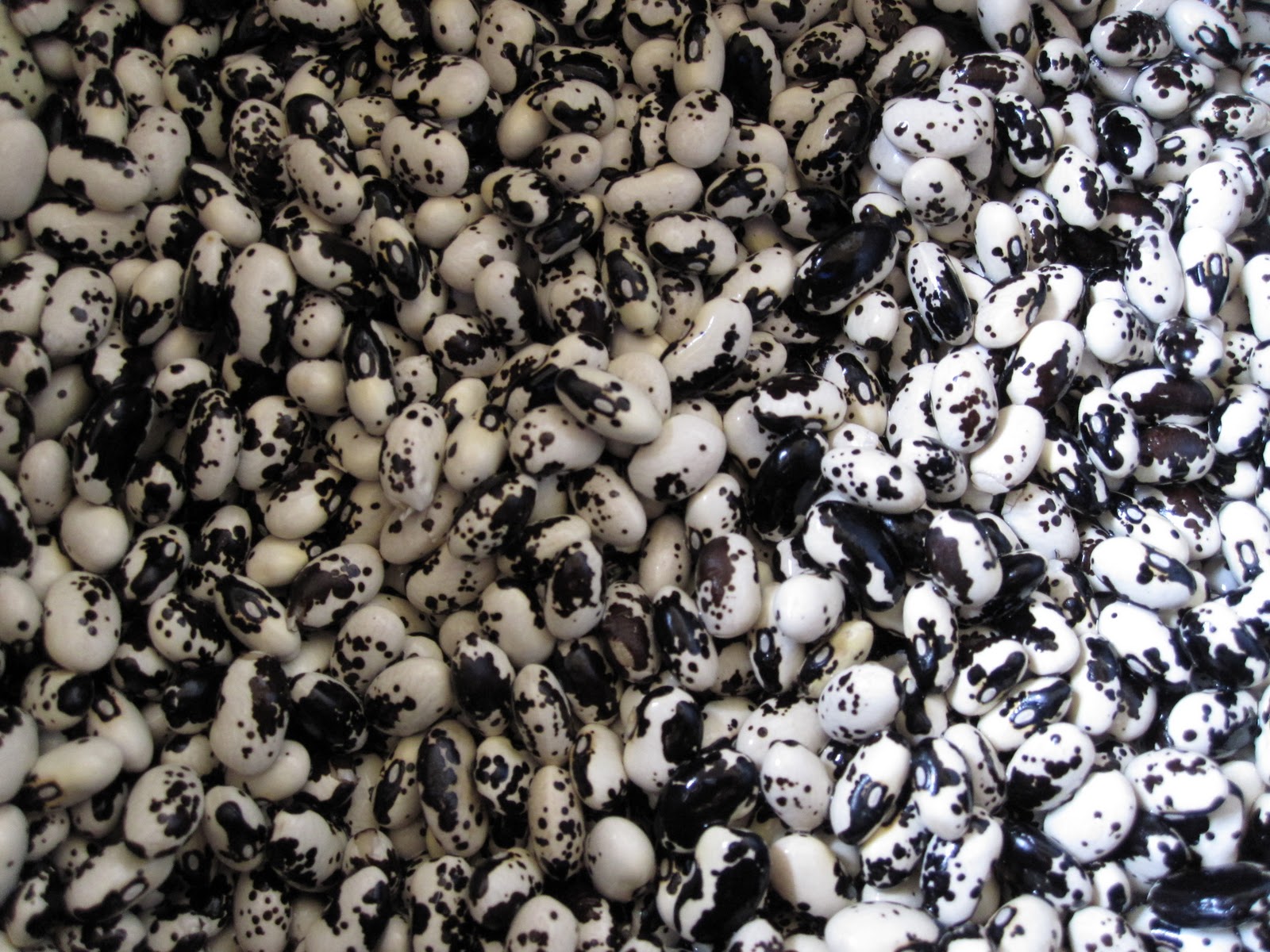 Portland DIY: orca beans from cherry sprout market