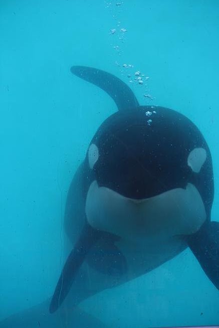 Orca Aware: Captive Orca: Behind the Scenes or Behind Bars?