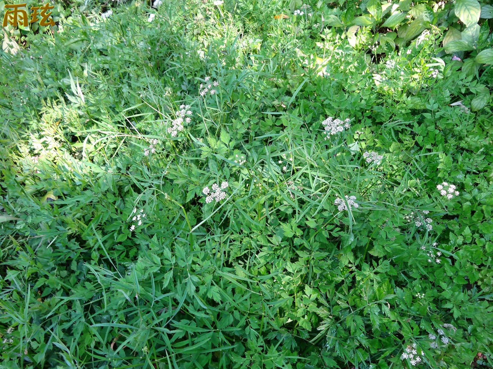 雨玹: 水芹菜/Java water dropwort.