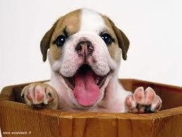 Animaloterapia, motivación animal