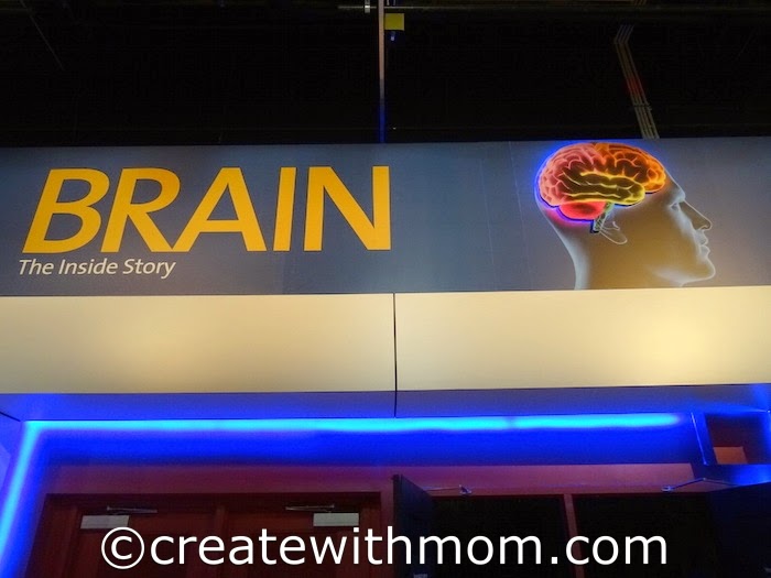 Create With Mom: Brain: The Inside Story exhibition at the Ontario ...