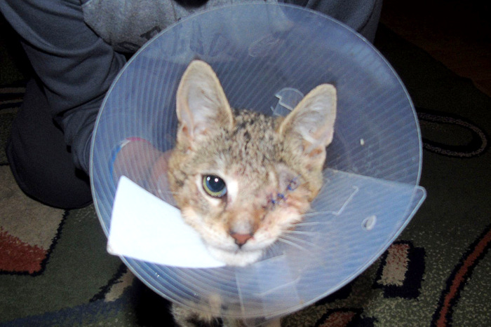 Kot Stasiu po operacji czuje się dobrze, ale na pomoc czekają też inne ...