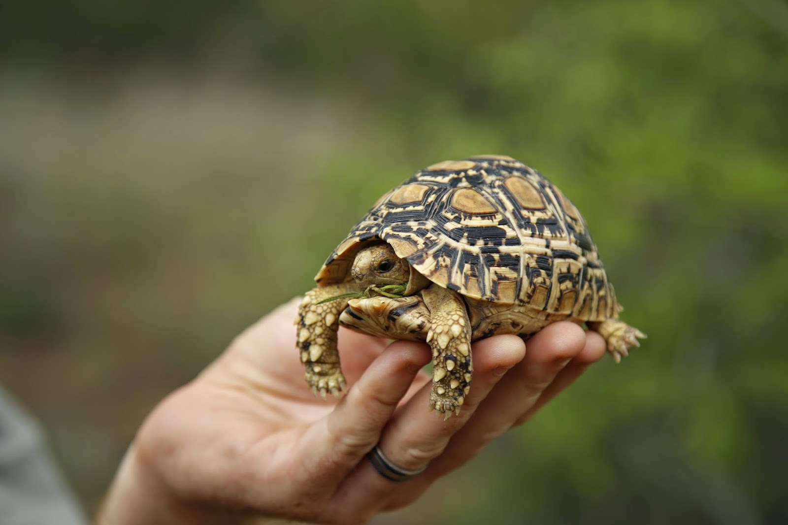 EcoTraining Blog: 10 Interesting Facts about the Leopard Tortoise