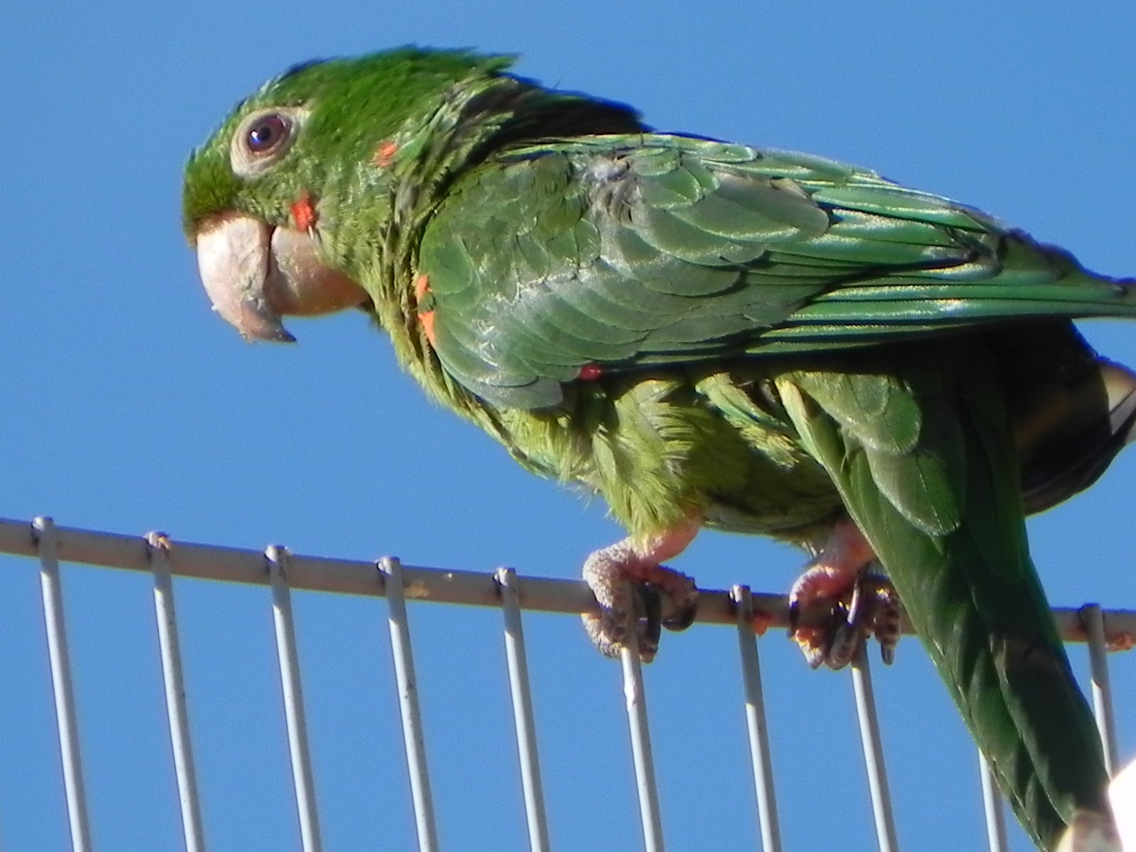 FOTO DESFOQUE: Maritaca Maracanã