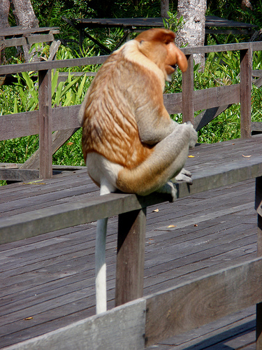 Funny Pics: Funny Proboscis Monkey Images