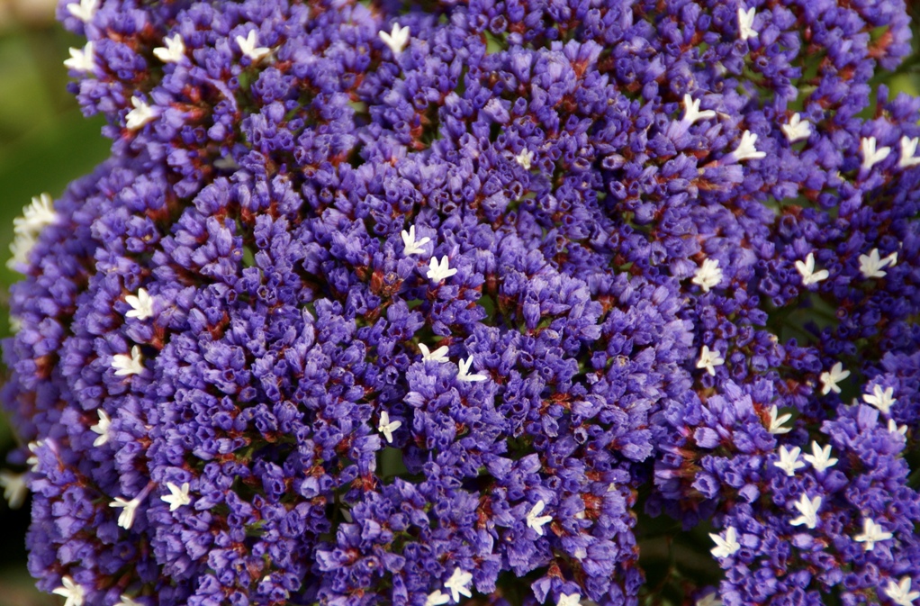 A photo, A thought............: Plant: Statice flower or sea lavender