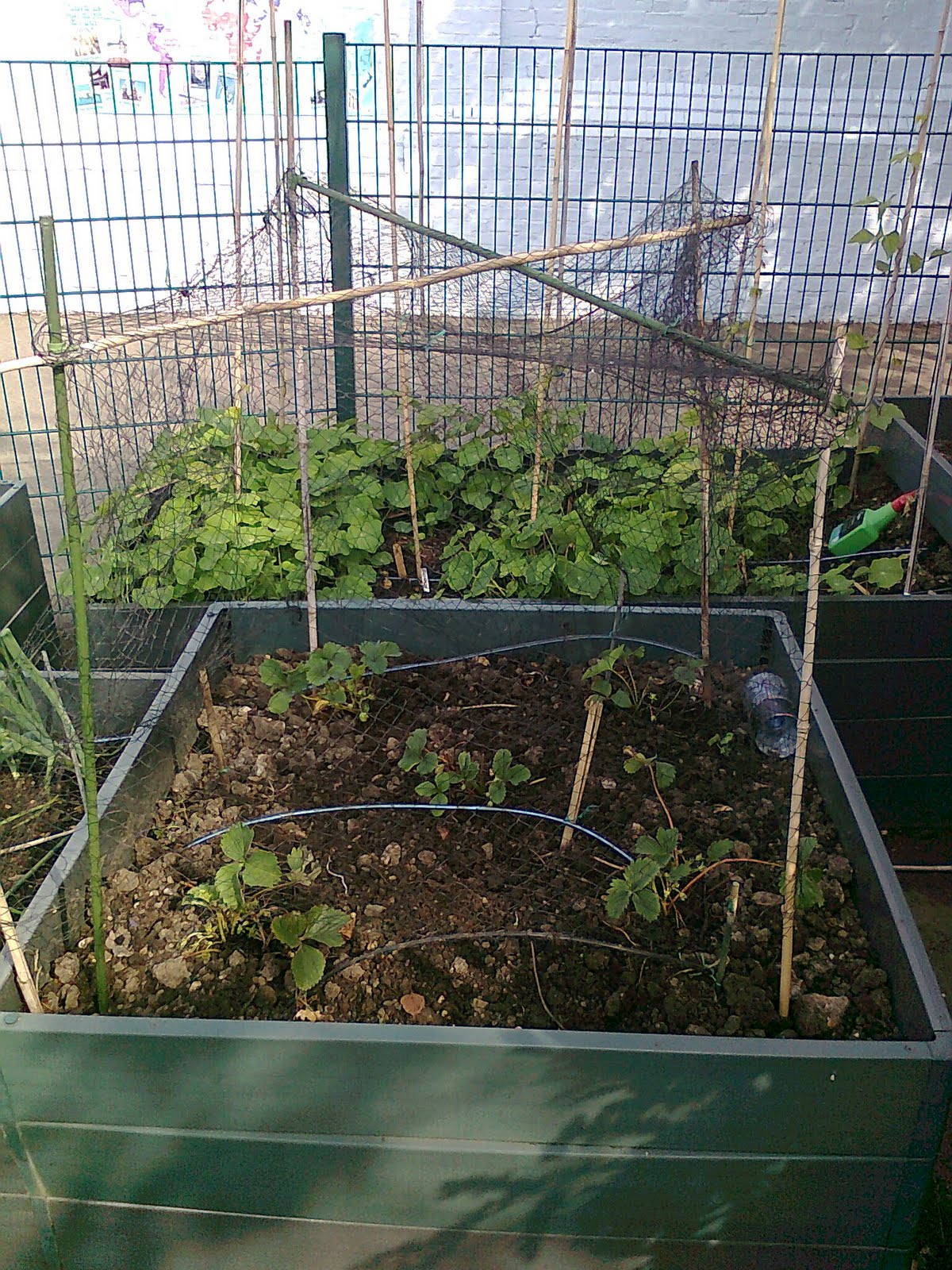 Belleville Vegetable Garden: Strawberry cage