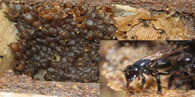 √ Makanan Lebah Klanceng Paling Efektif