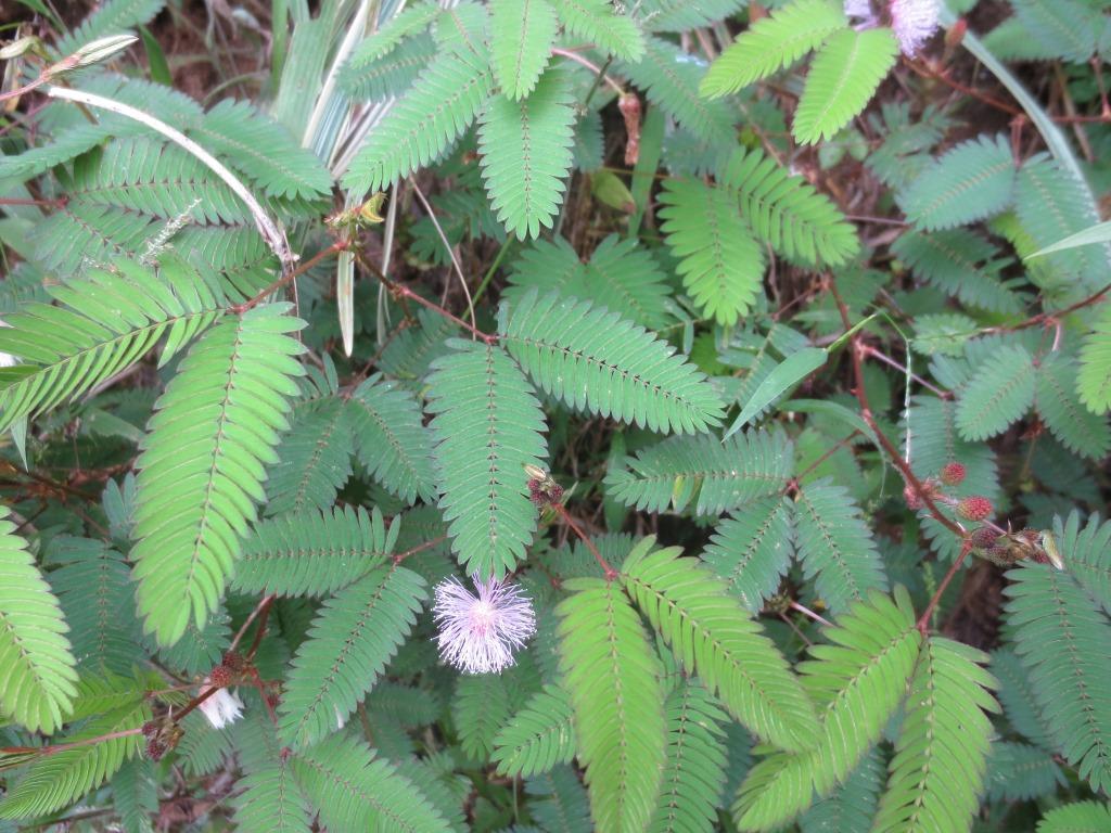 නිදිකුම්බා [Nidikumba] (Mimosa pudica) ~ අපේ ඔසුපැළ Medicinal Plants of ...