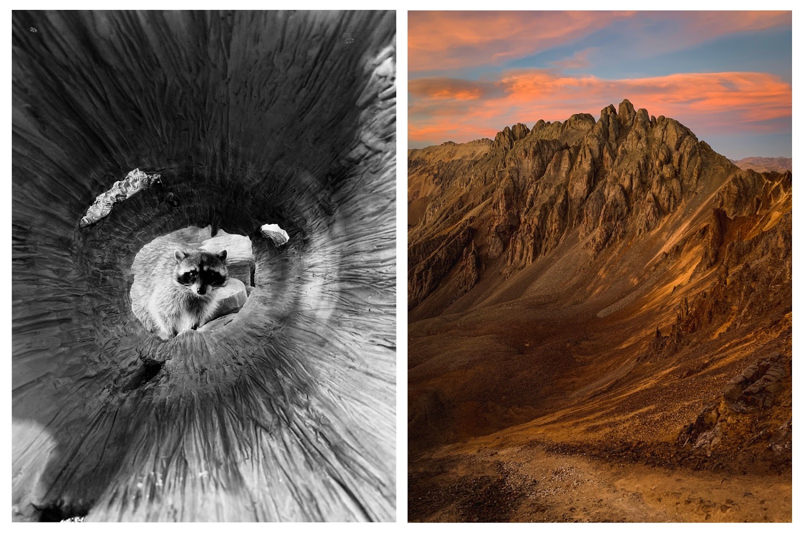 Apple Announced The Winners Of #ShotOniPhone Photography Challenge ...