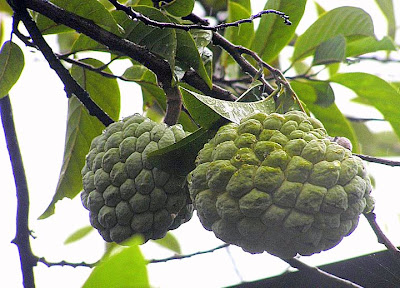 Fruits Stand: Atis