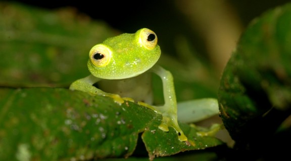 Herpetic's LF: Wonder Wednesday