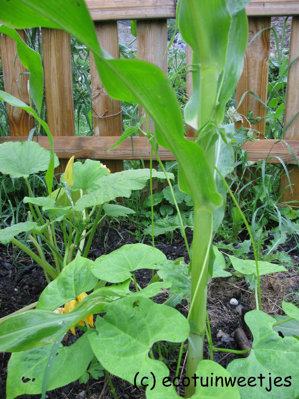 Ecotuinweetjes: 2017