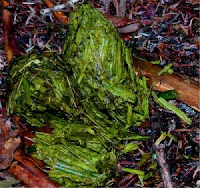 Ben B. Brave: Pooology