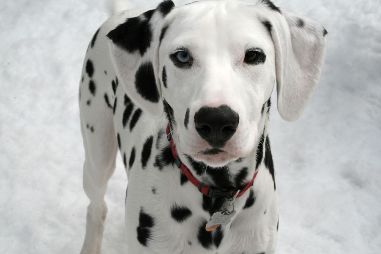 Dalmatian Cute Puppies Pictures ~ Cute Puppies Pictures, Puppy Photos