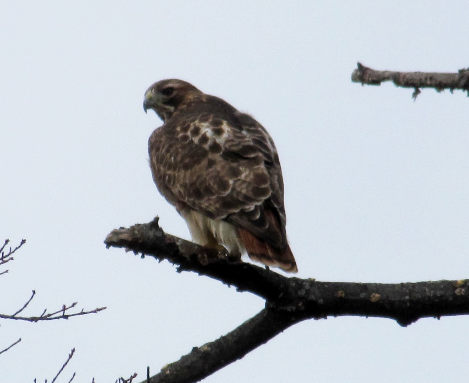 Out and About the Midwest: Red-Tail Hawks More Visible In Winter Trees ...