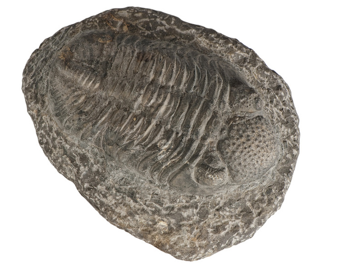 Fossils & Antiques: Extremely Rare fossils prices