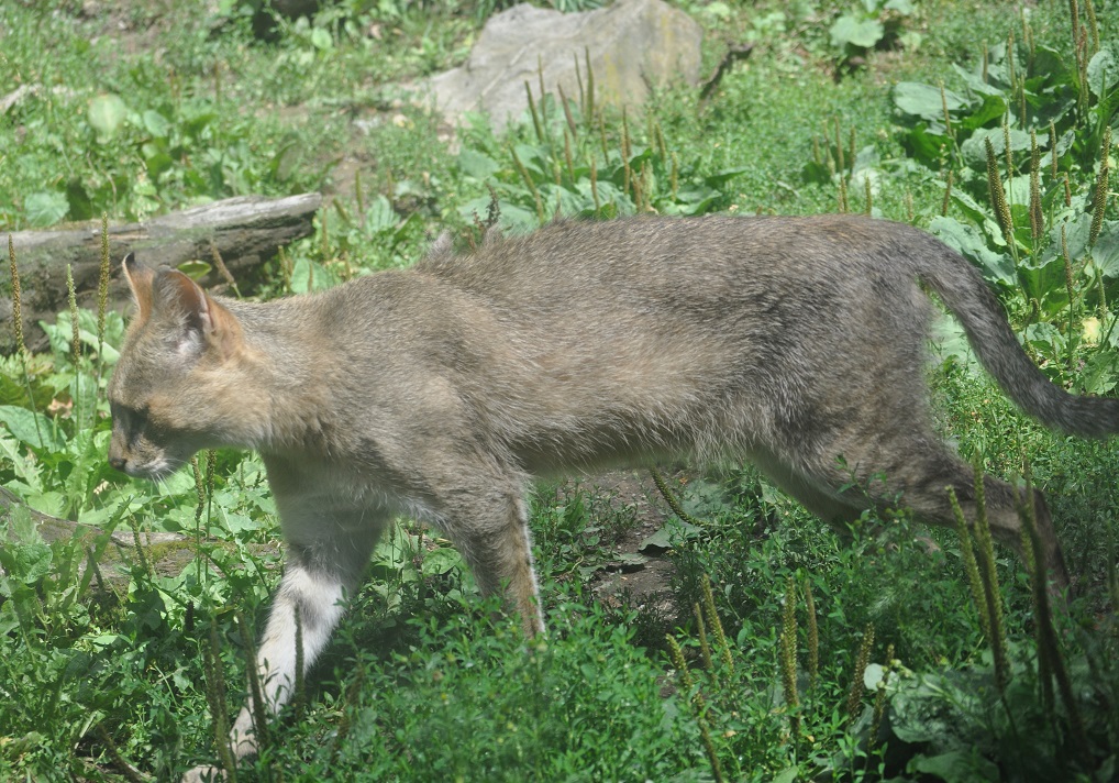 ZOOTOGRAFIANDO (6.100 ANIMALS): GATO DE LA JUNGLA / JUNGLE CAT (Felis ...