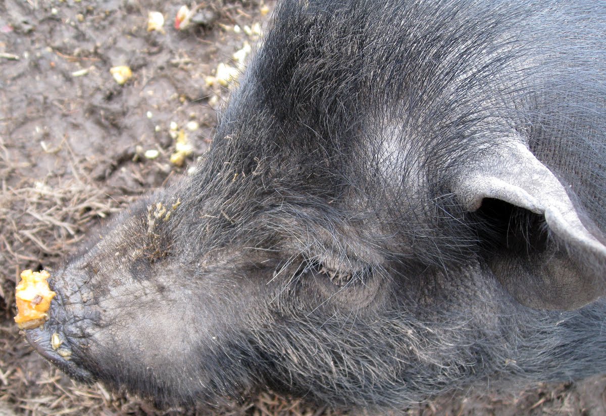 Little Pet Pigs: Delightful Little Pet Pig