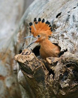 "O Zoo Curioso": Curiosidades e información sobre a Bubela.