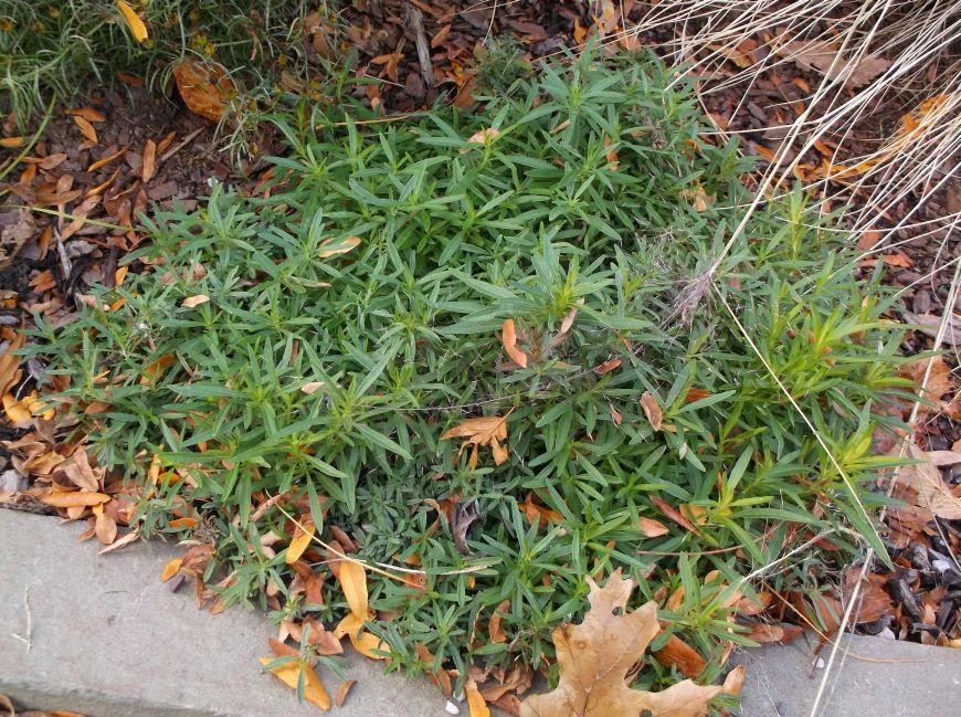 Future Plants by Randy Stewart: Sundrops and Evening Primrose