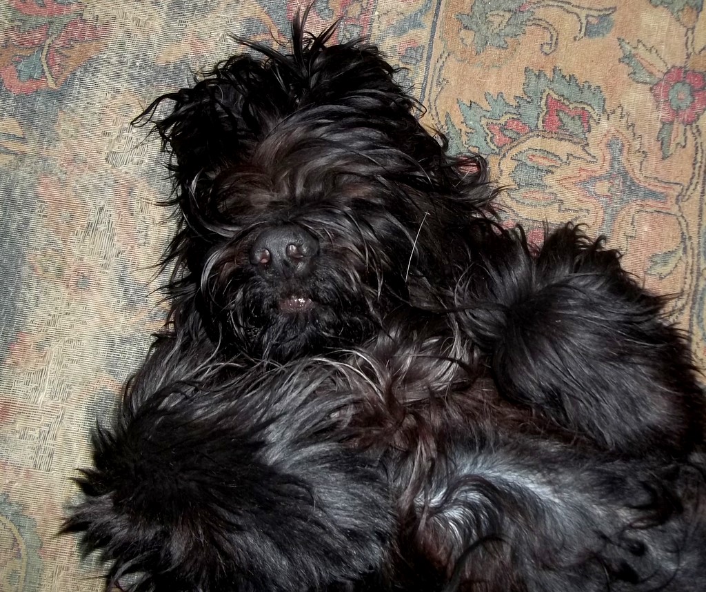 ANIMO: Raven the Poster Dog