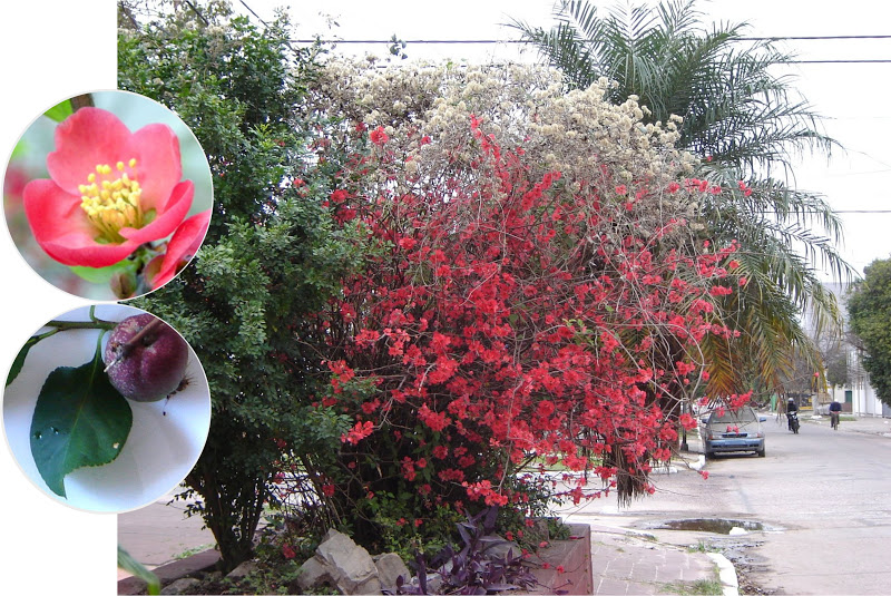 v e r d e c h a c o: Membrillero de jardín / Membrillero japonés