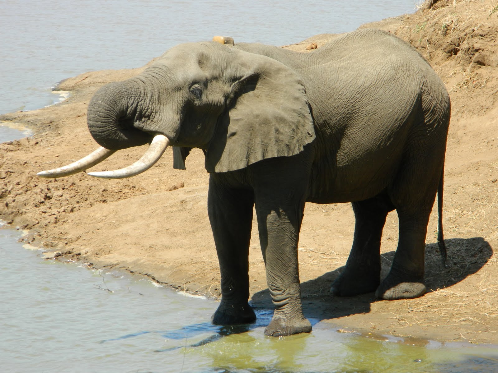 Watching the Sun Bake: An Enormity of Elephants