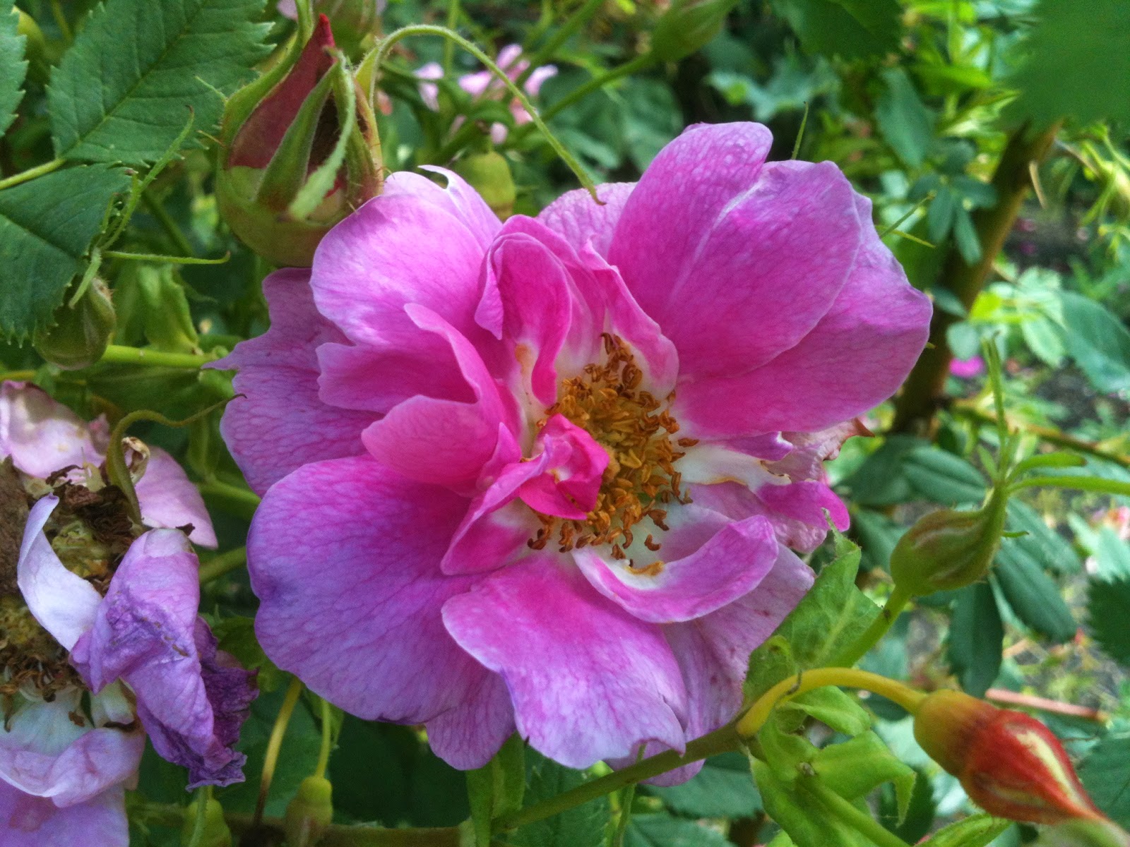 Roses for English Gardens: Rosa californica "Plena"