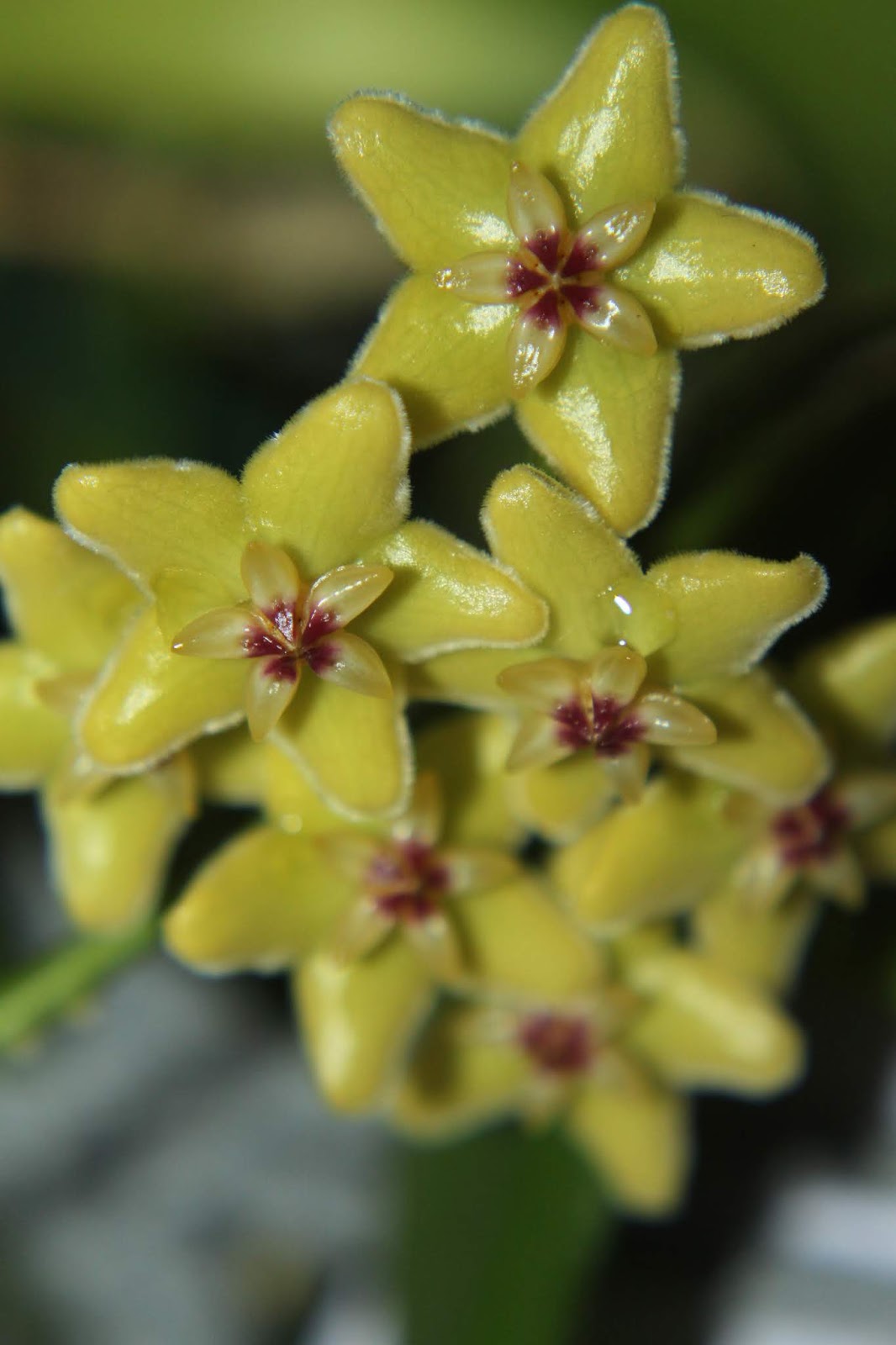 Hoyapassion: Hoya diptera Fiji i obiecanki Hoi kipandiensis