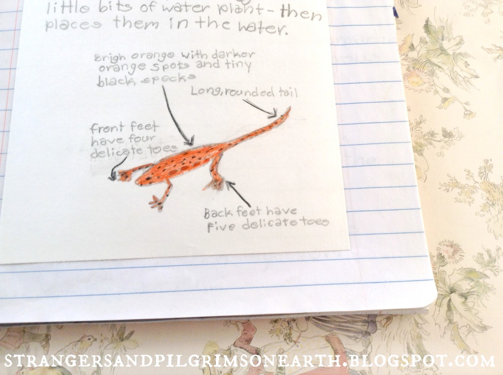 Strangers & Pilgrims on Earth: Sample of Our Nature Study Notebook ...